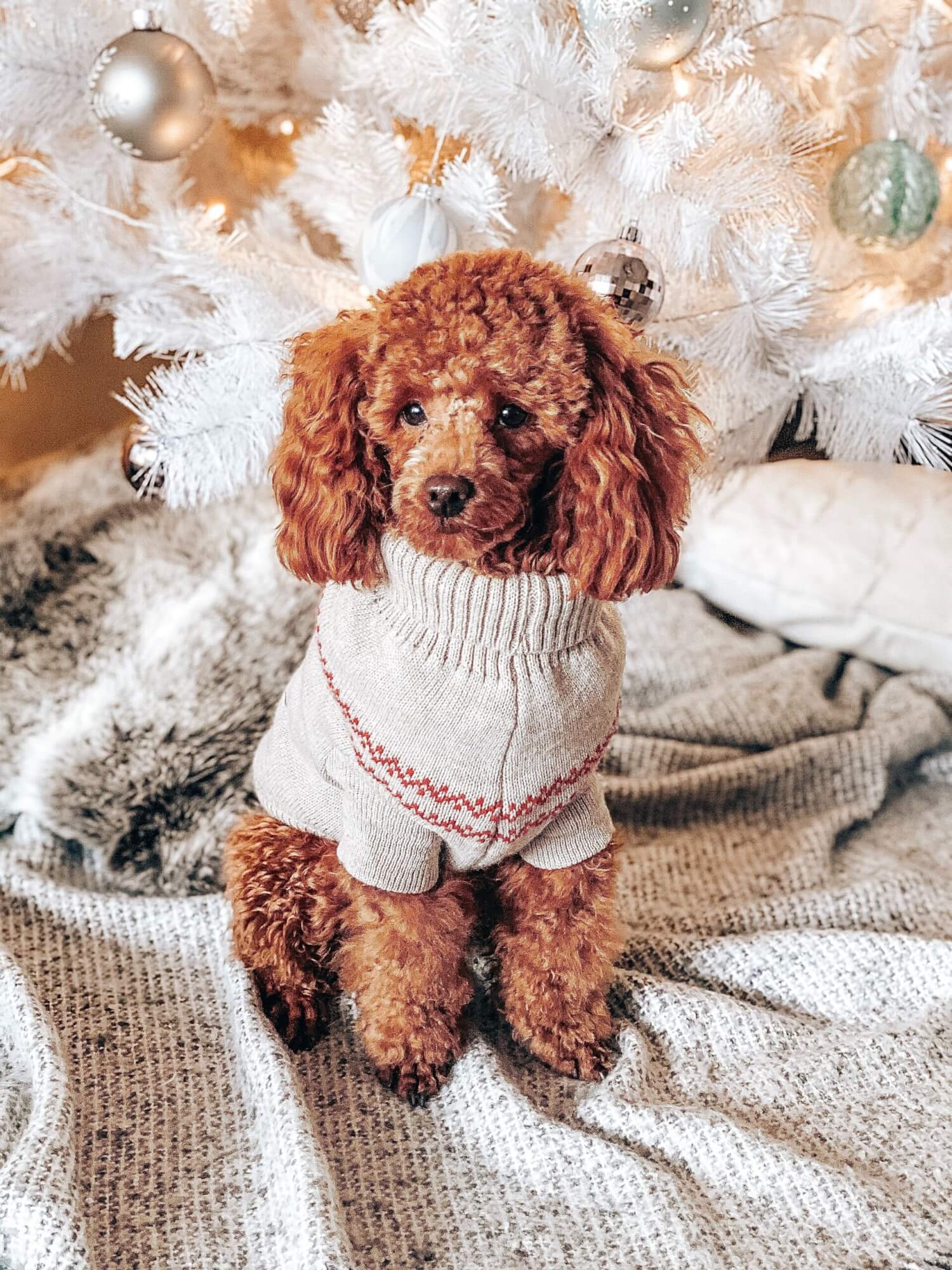 20+ Adorable Christmas Dog Puns (Perfect for Instagram Captions!)