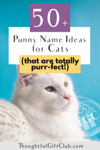50+ Punny Cat Name Ideas That Are Simply Ameowzing (2022 Update)