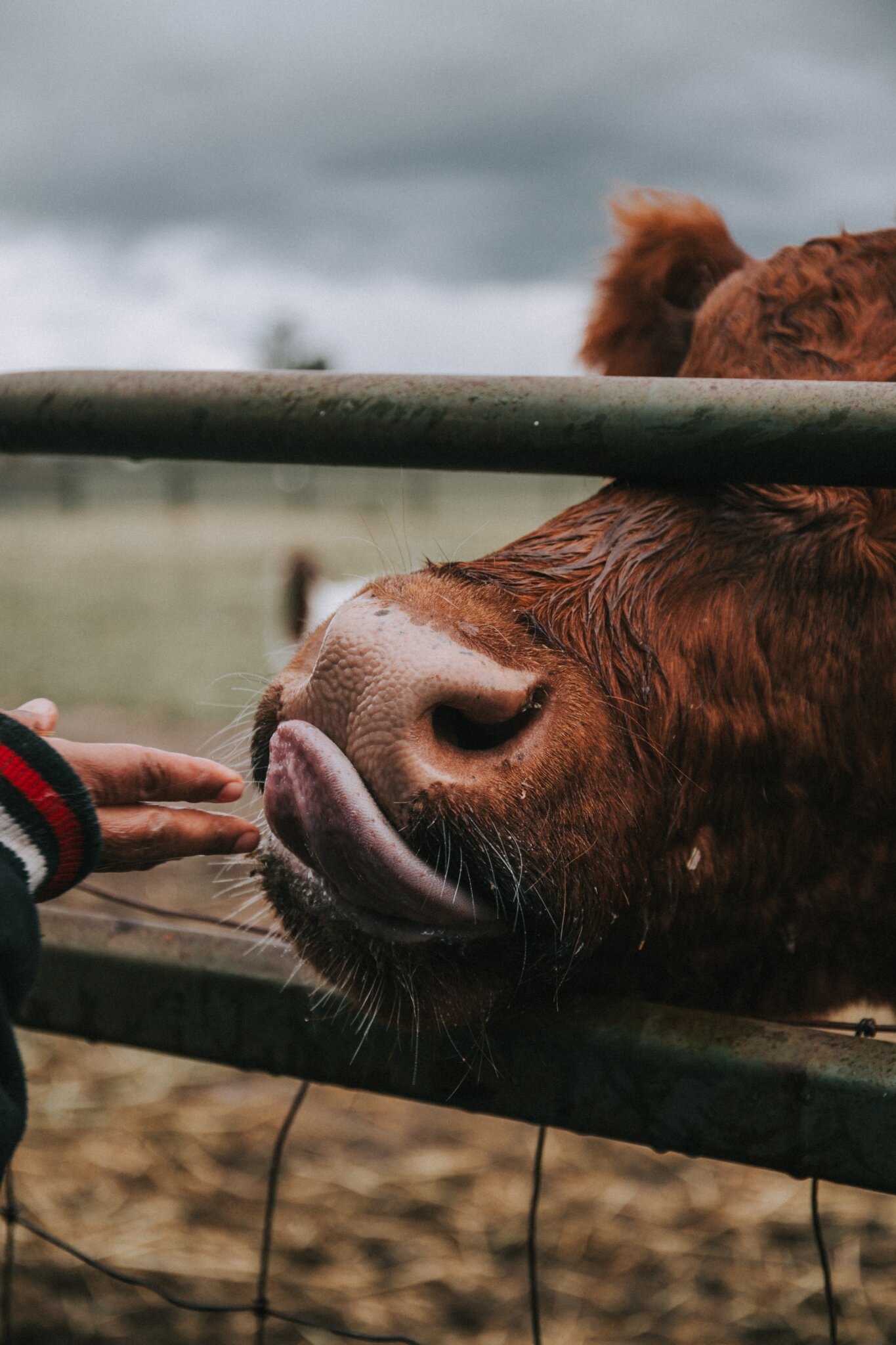 50+ Cow Puns & Jokes for Instagram Captions That Will Moo've You