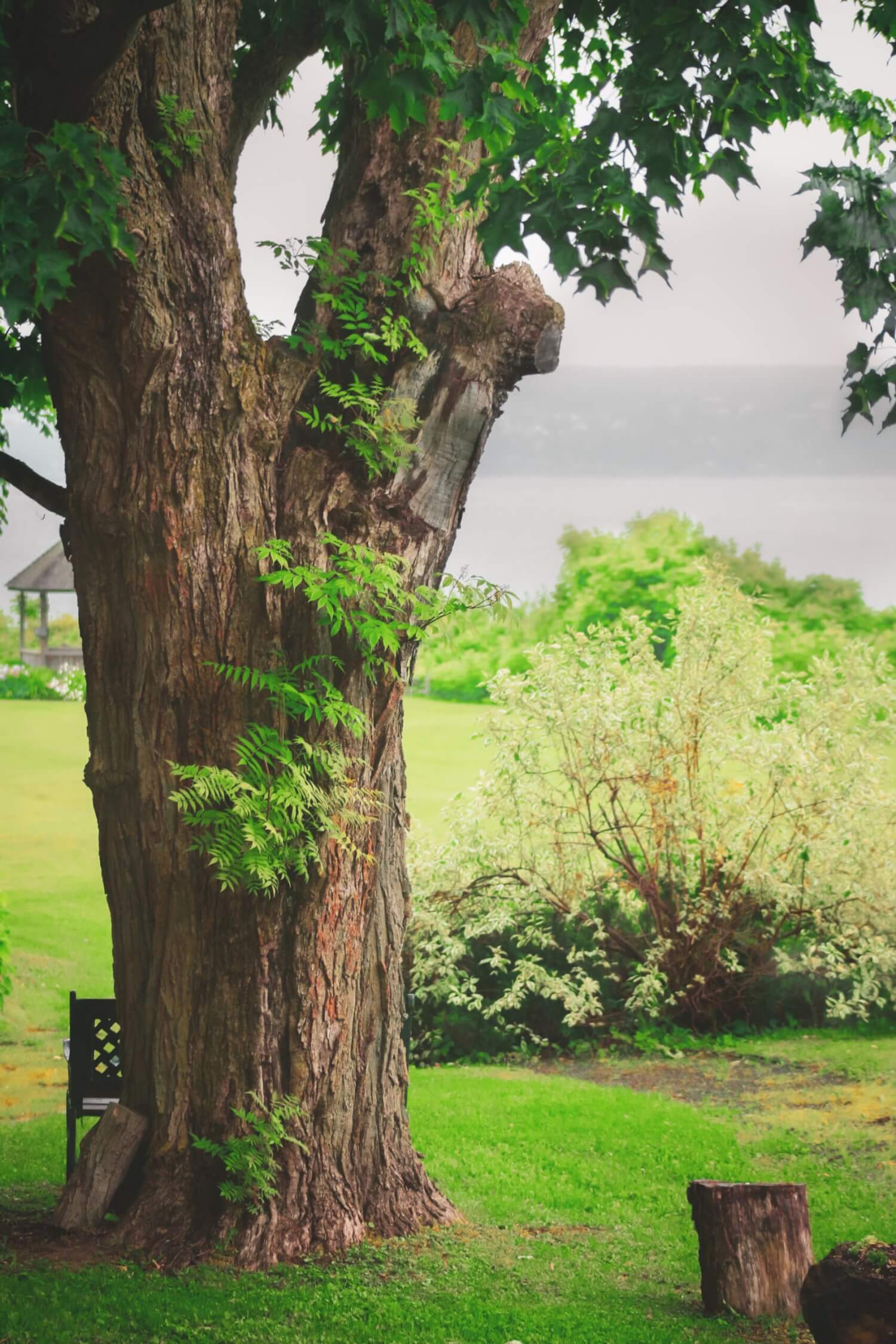 50+ Tree Puns & Jokes for Instagram Captions That Are Tree-larious